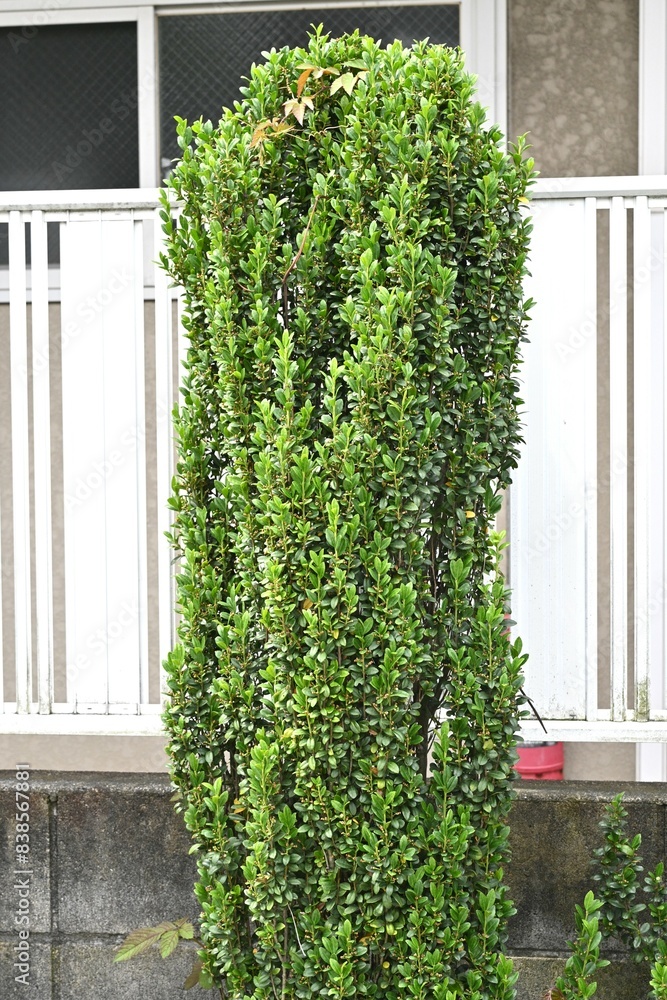 Ilex crenata 'Sky Pencil' tree. Aquifoliaceae evergreen tree. A ...