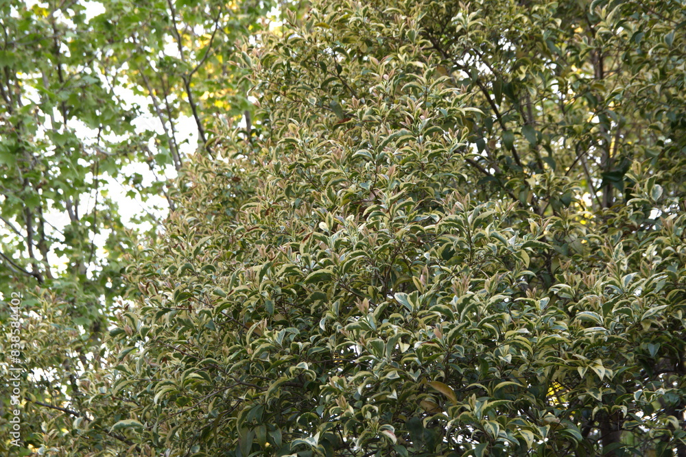 Ligustrum sinensis variegated, ornamental tree, inflorescence of ...
