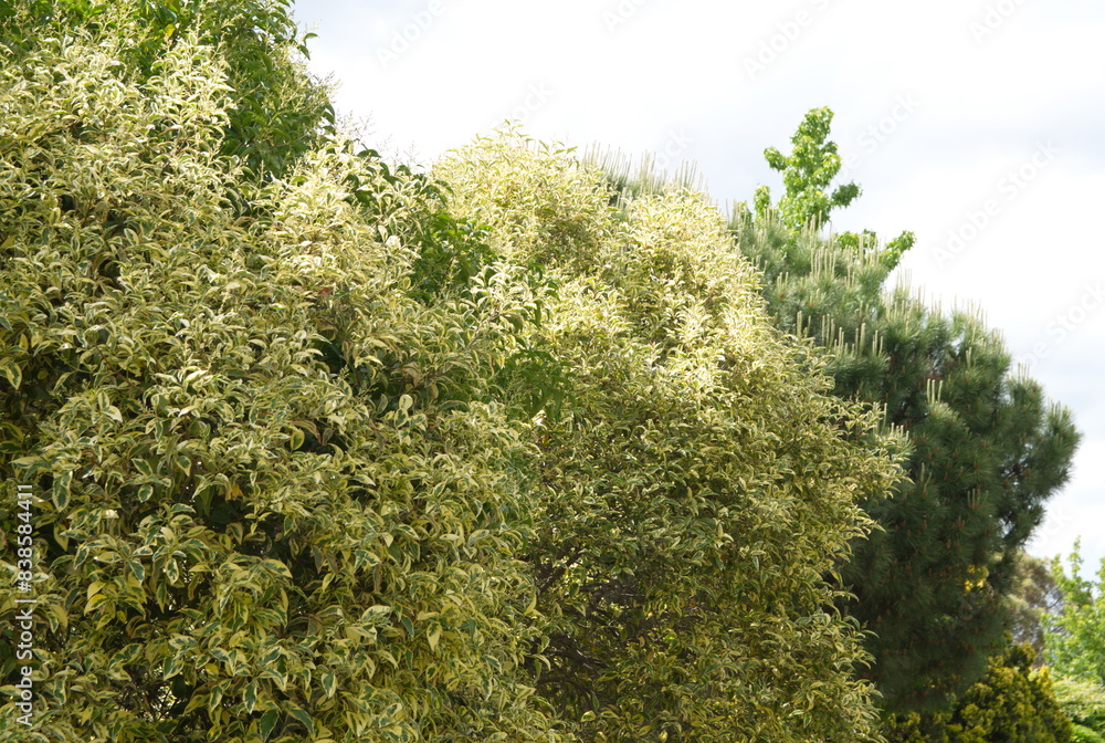 Ligustrum sinensis variegated, ornamental tree, inflorescence of ...