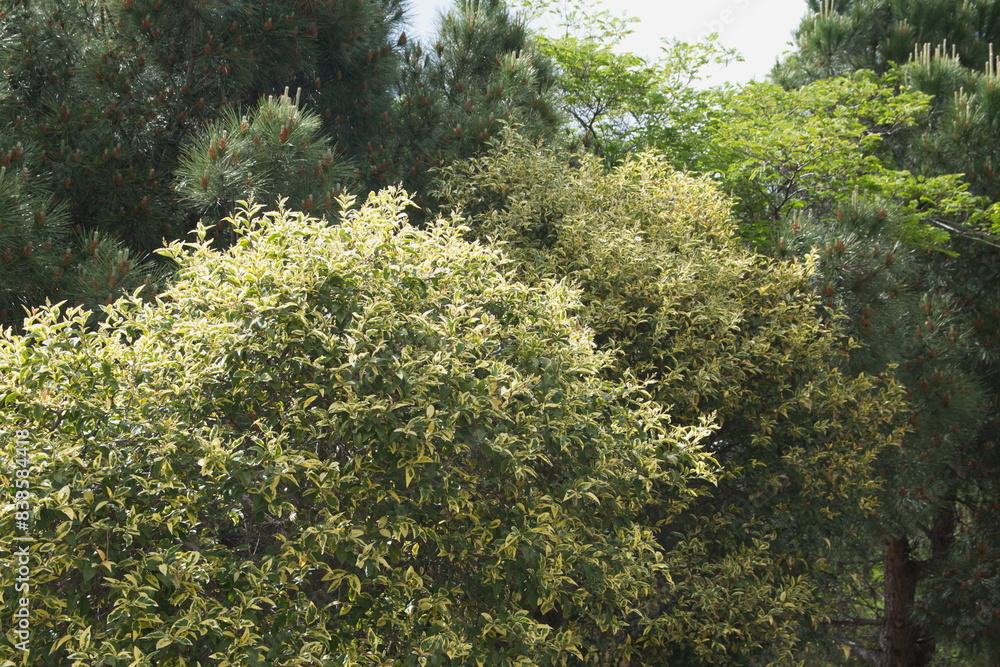 Ligustrum sinensis variegated, ornamental tree, inflorescence of ...
