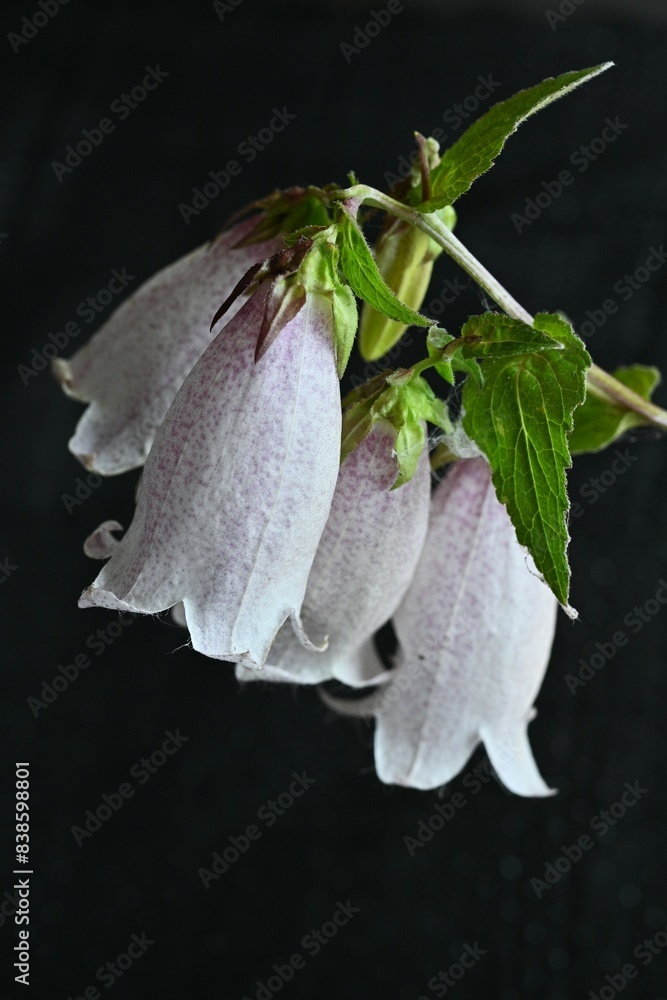 Spotted bellflower (Campanula punctata) flowers. Campanulaceae ...