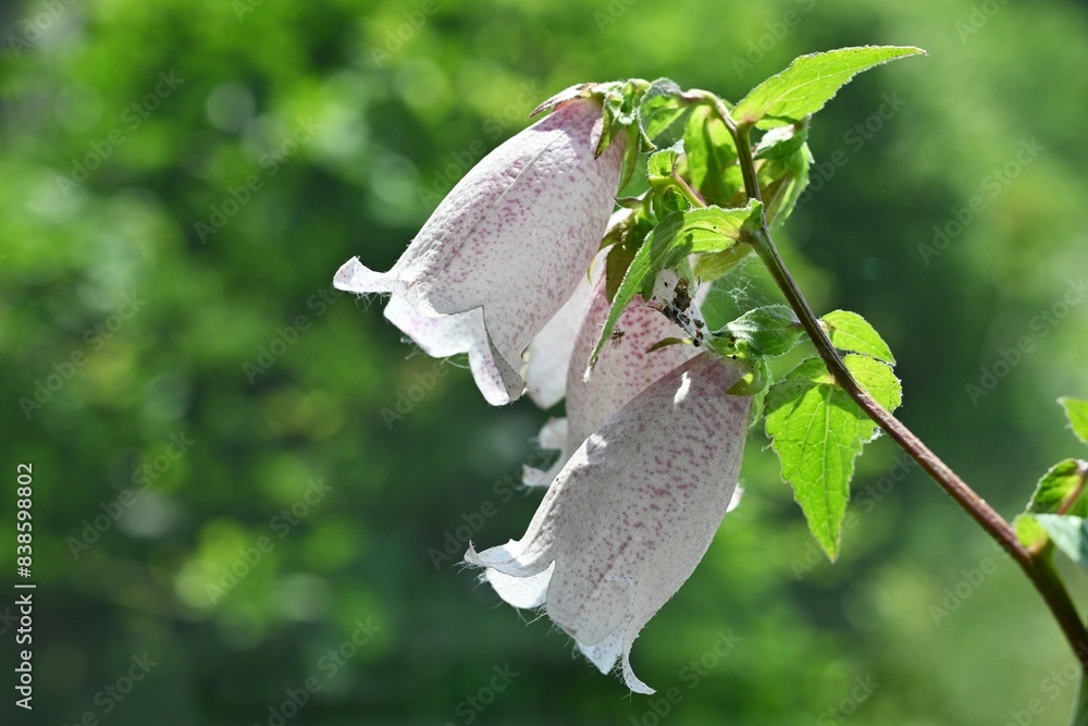 Spotted bellflower (Campanula punctata) flowers. Campanulaceae ...