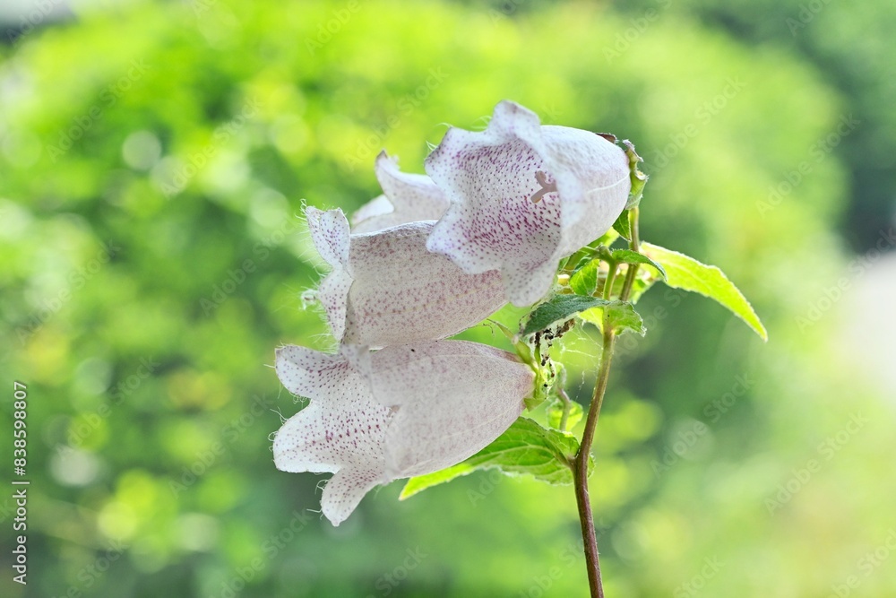 Spotted bellflower (Campanula punctata) flowers. Campanulaceae ...