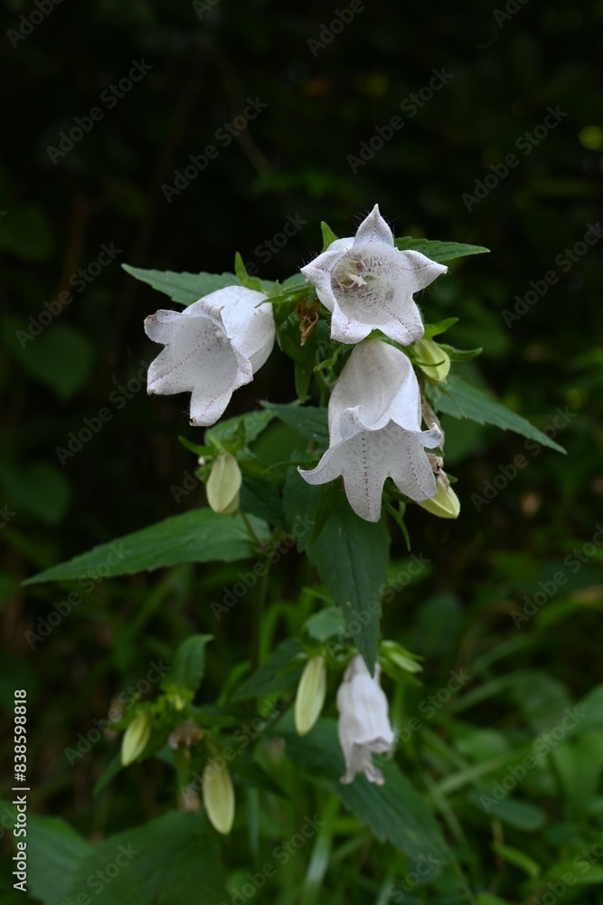 Spotted bellflower (Campanula punctata) flowers. Campanulaceae ...