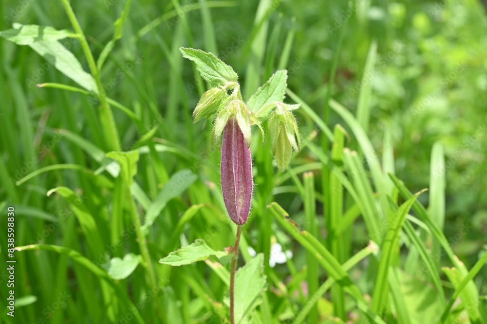 Spotted bellflower (Campanula punctata) flowers. Campanulaceae ...