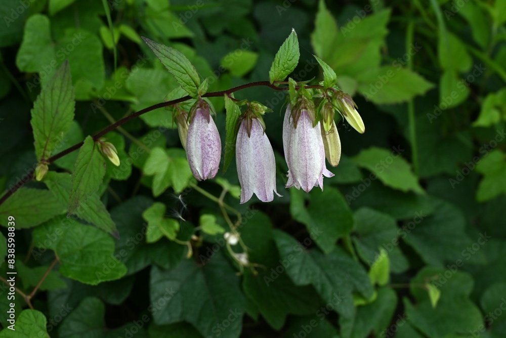 Spotted bellflower (Campanula punctata) flowers. Campanulaceae ...