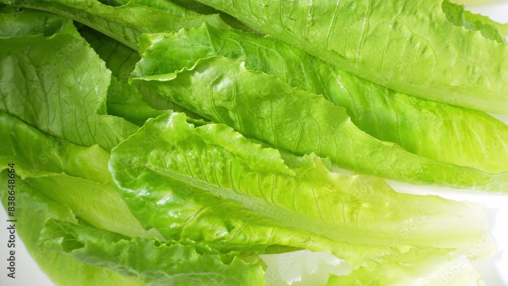 Up close, the Cos lettuce leaves gleam with a vibrant green hue. Their ...