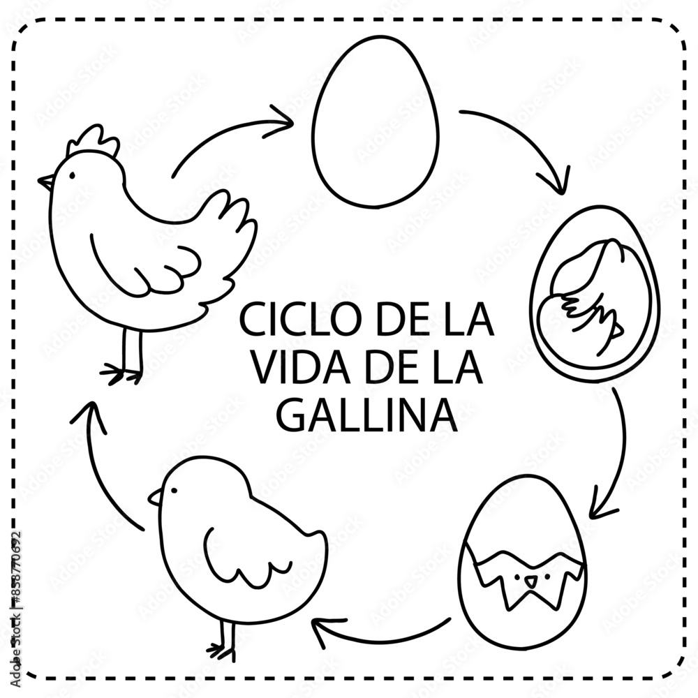 ilustración del ciclo de vida de la gallina para niños, recursos ...