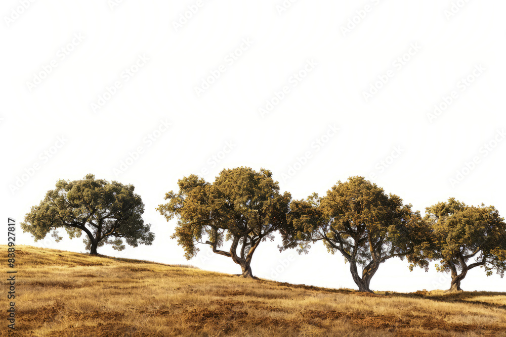 panoramic landscape of rolling hills covered with ancient oak trees ...