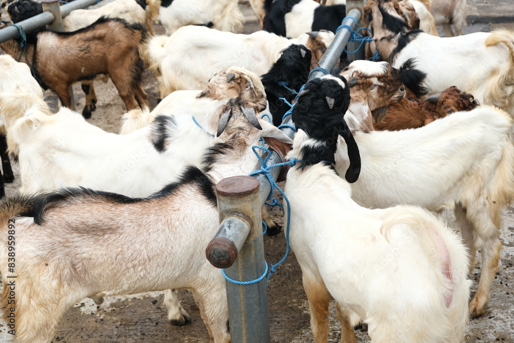 Goat (kambing qurban) for the preparation of sacrifices on Eid al-Adha ...