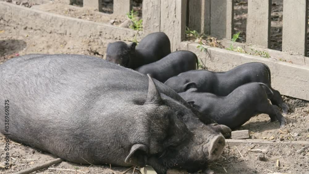 Black pigs in an organic enclosure with a sow nursing her piglets. The ...