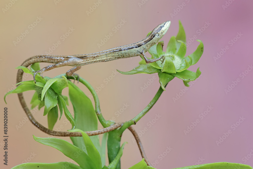 A long-tailed grass lizard is sunbathing on the flower-filled branches ...