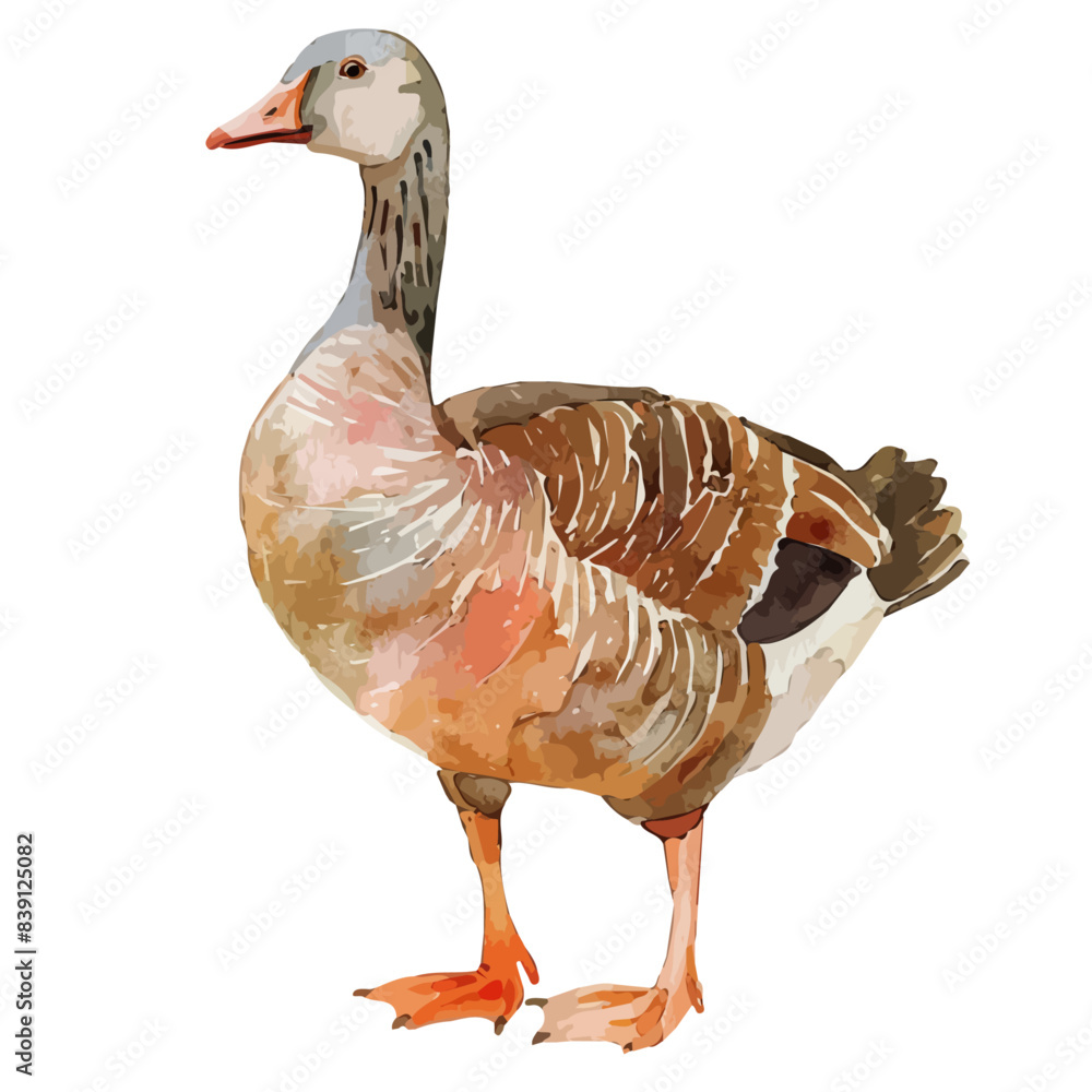 Watercolor painting of a Goose (duck), isolated on a white background ...