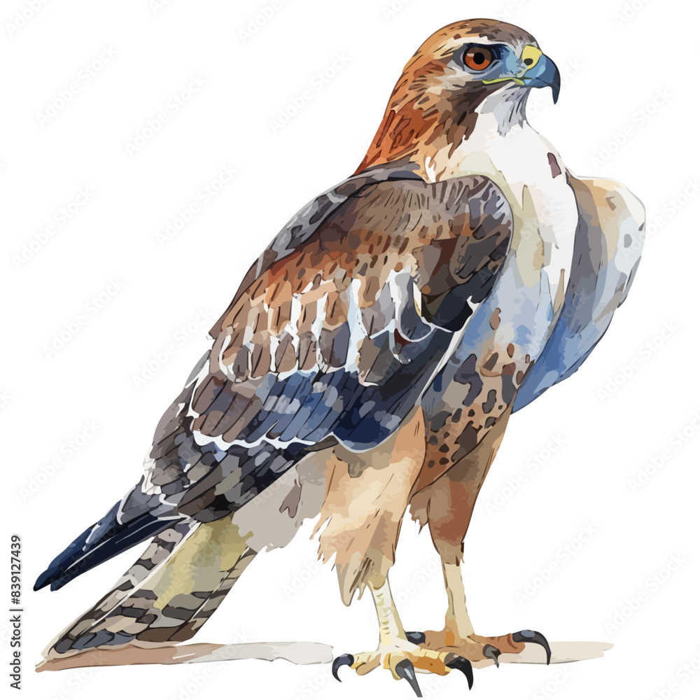 Watercolor clipart vector of a hawk, isolated on a white background ...