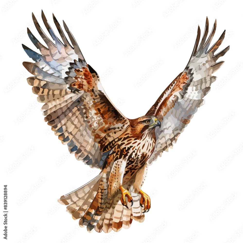 Watercolor drawing vector of a hawk, isolated on a white background ...