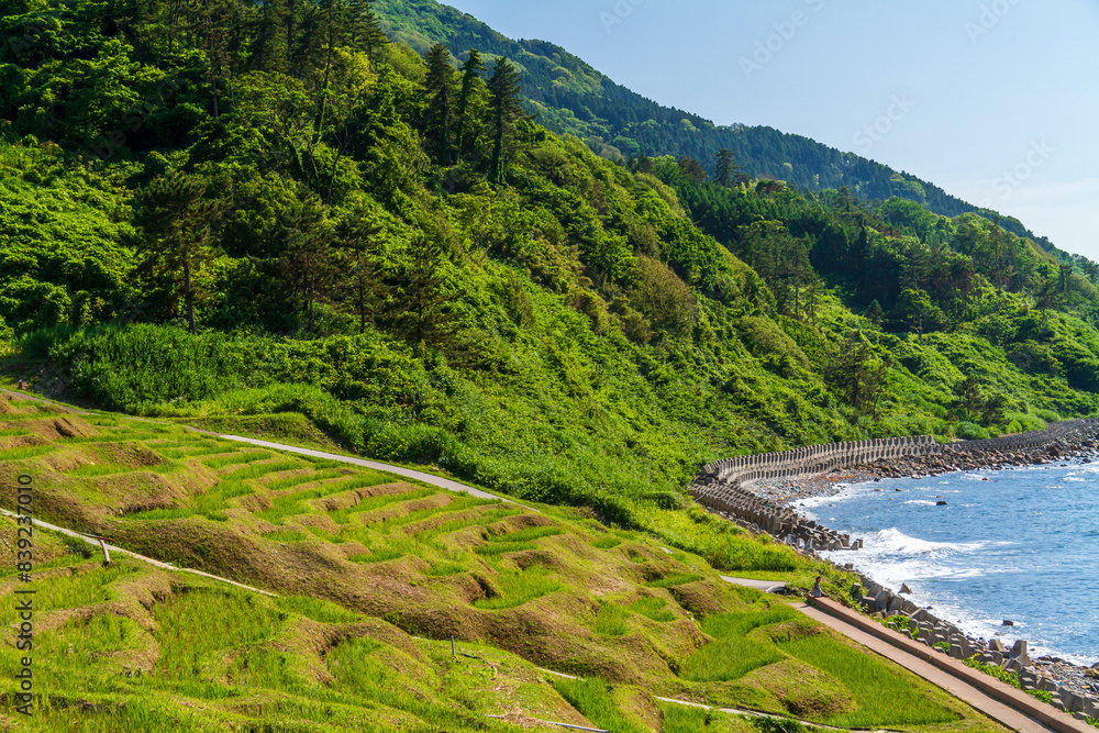 石川県 白米千枚田 初夏の輪島市棚田 Stock Photo | Adobe Stock