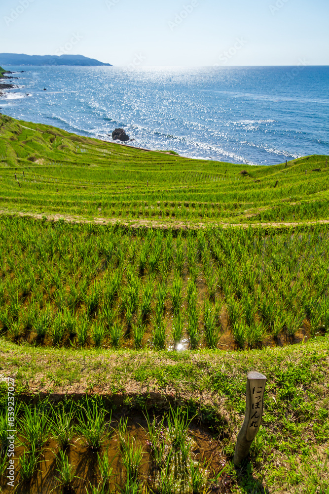 石川県 白米千枚田 初夏の輪島市棚田 Stock Photo | Adobe Stock