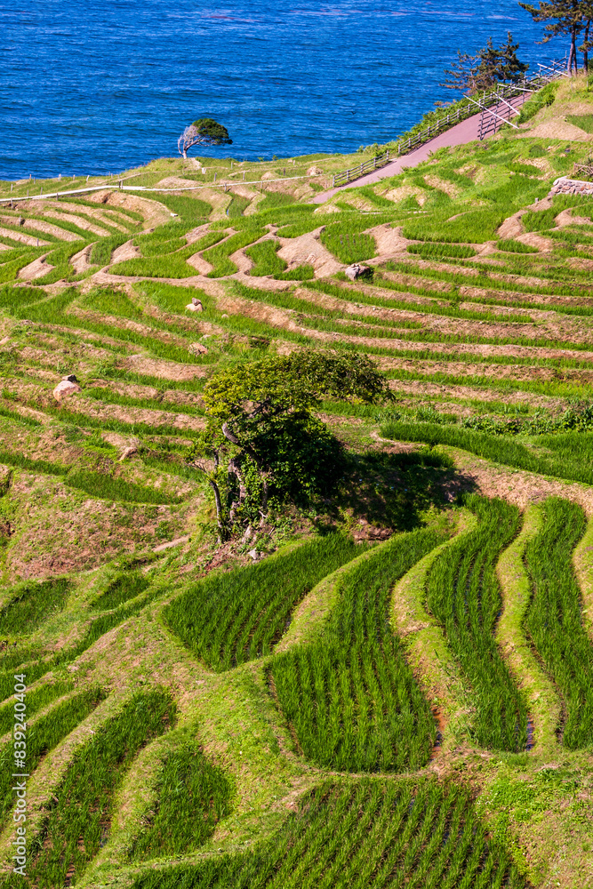 石川県 白米千枚田 初夏の輪島市棚田 Stock Photo | Adobe Stock