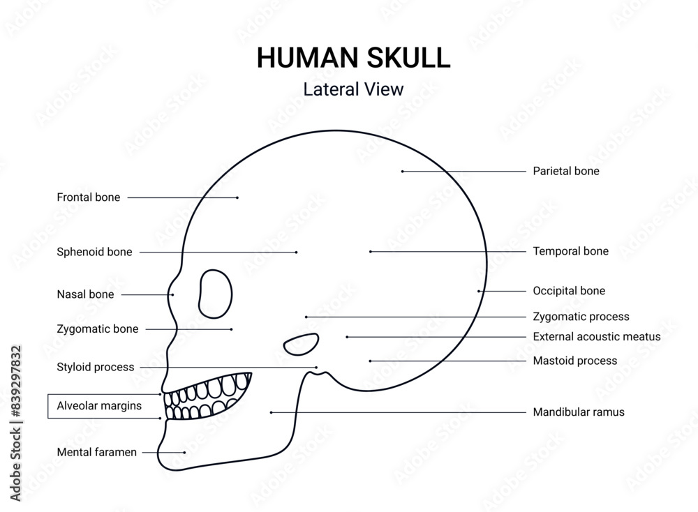 Structure of human skull lateral view with line style Stock Vector ...