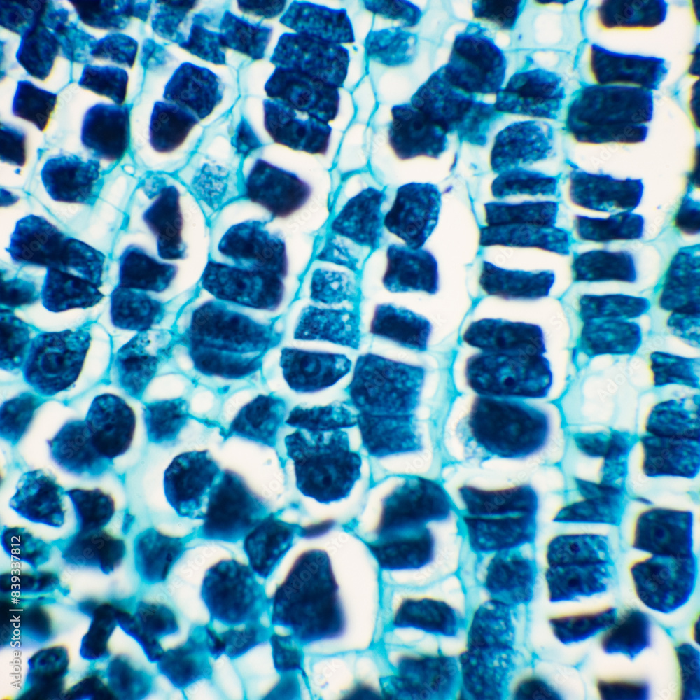 This is a photomicrograph of corn seeds.This photo focuses on the germ ...