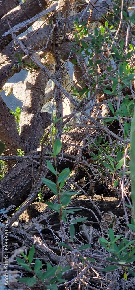Gallotia galloti, also known commonly as Gallot's lizard, the Tenerife ...