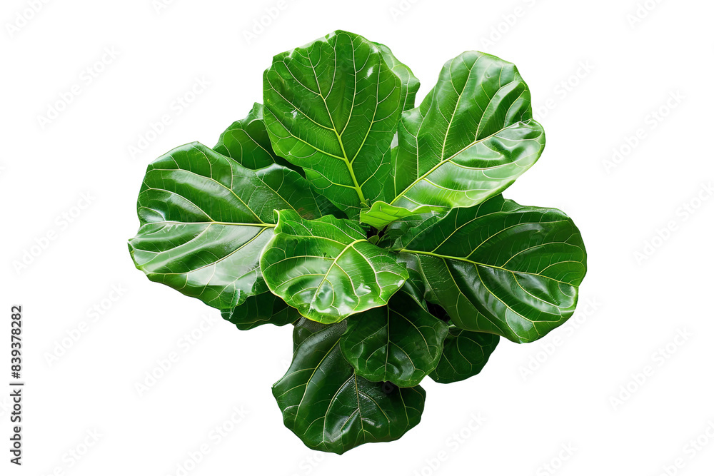 Top View Photo of Fiddle Leaf Fig (Ficus lyrata), white background ...