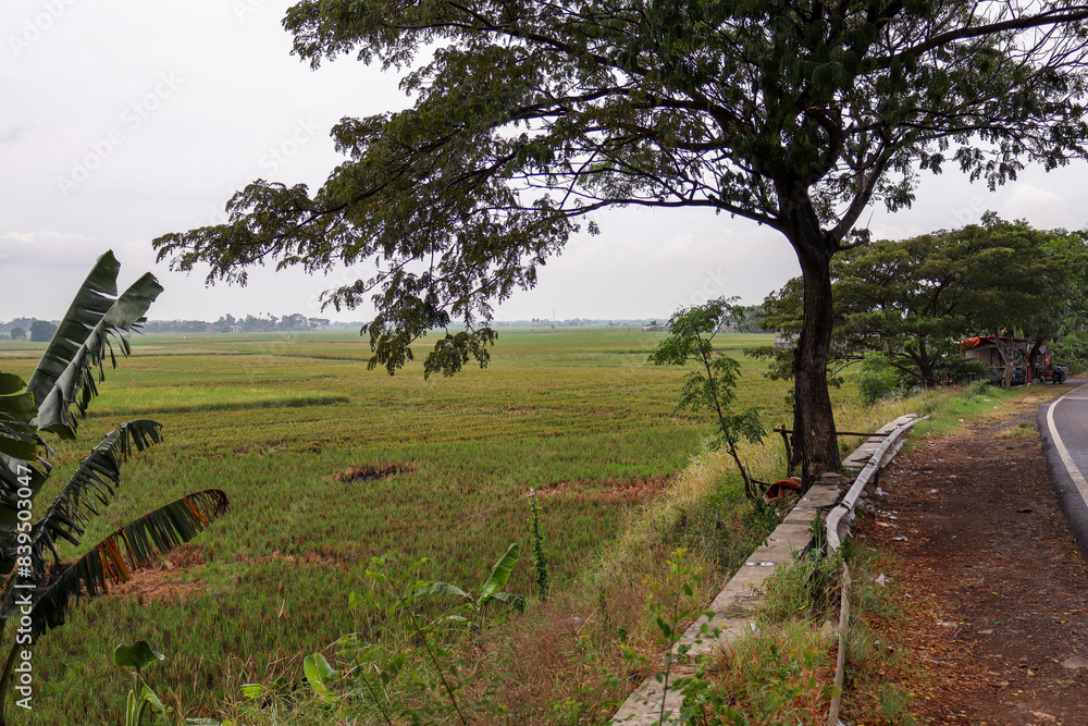 Rice Paddy Fields in Southeast Asia's, Karawang, Indonesia, Tropical ...