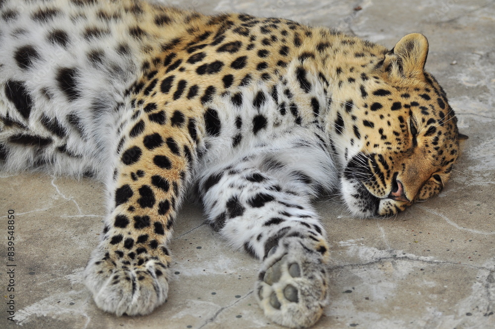 Animals - traditionally (since Aristotle) distinguished category of ...