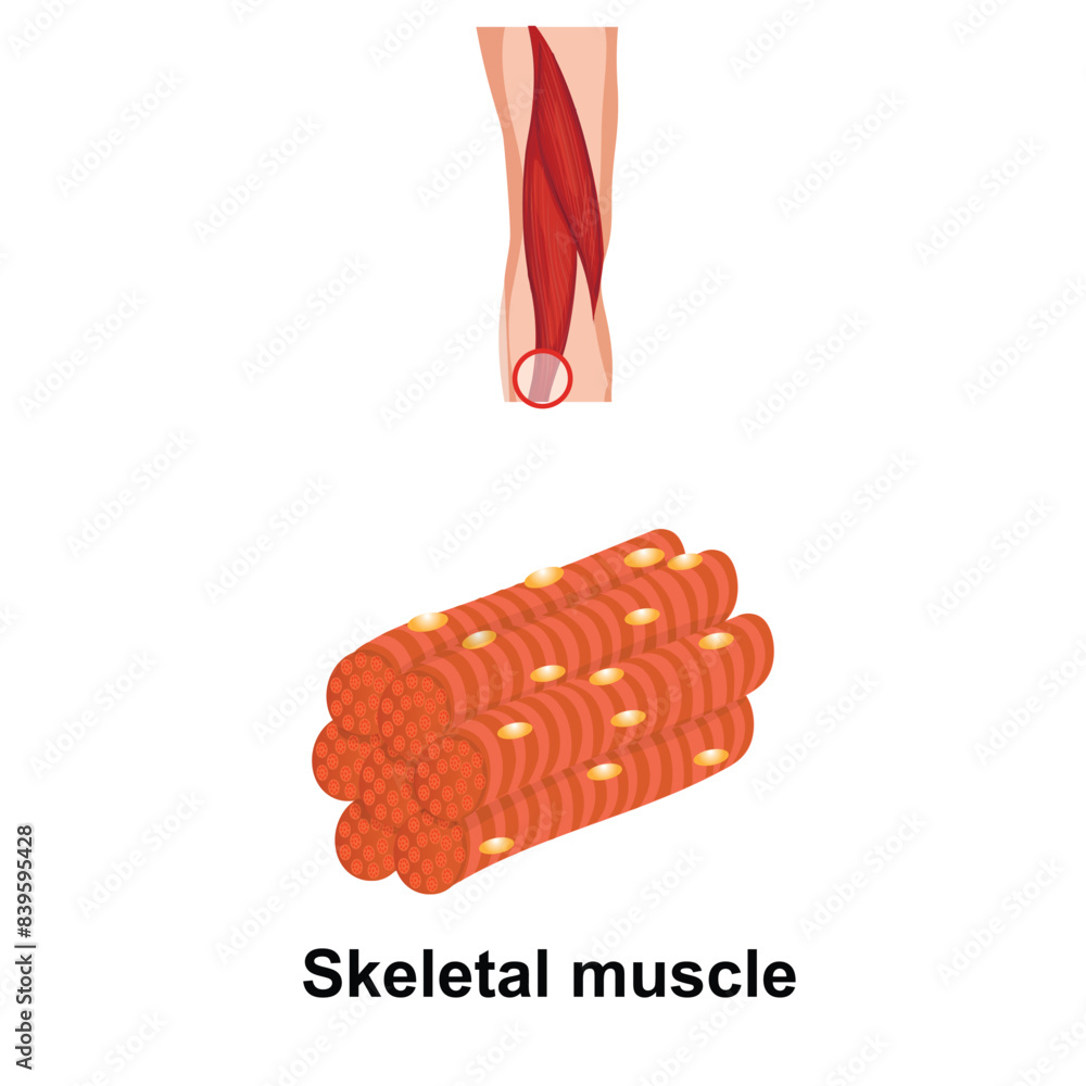 skeletal muscle labeled Stock Vector | Adobe Stock