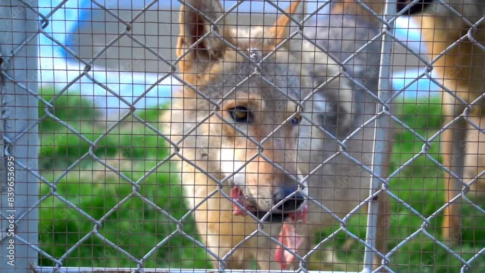 Family pack of red wolves. Large Red Wolf (Canis rufus). The red wolf ...