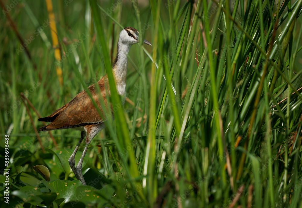 African Jacana - Actophilornis africanus is a wader bird in Jacanidae ...