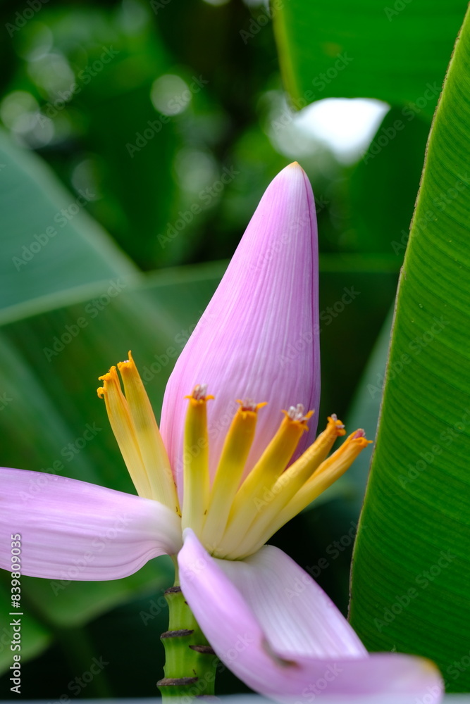 Musa ornata, the flowering banana, is one of more than 50 species of ...