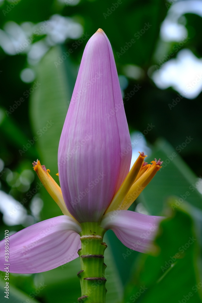 Musa ornata, the flowering banana, is one of more than 50 species of ...