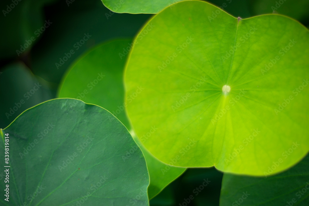 Nelumbo nucifera called the sacred blue lotus of the Nile.the flowers ...