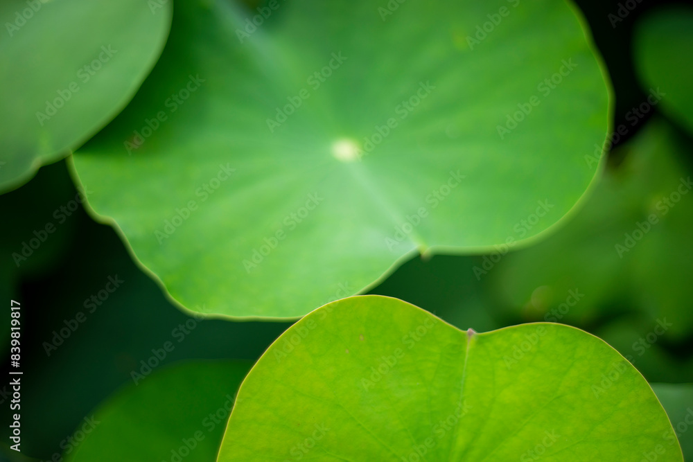 Nelumbo nucifera called the sacred blue lotus of the Nile.the flowers ...