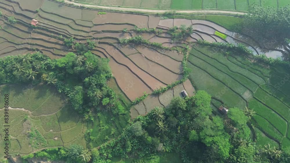 flying over sunny lush green terraced rice fields in Indonesia, aerial ...
