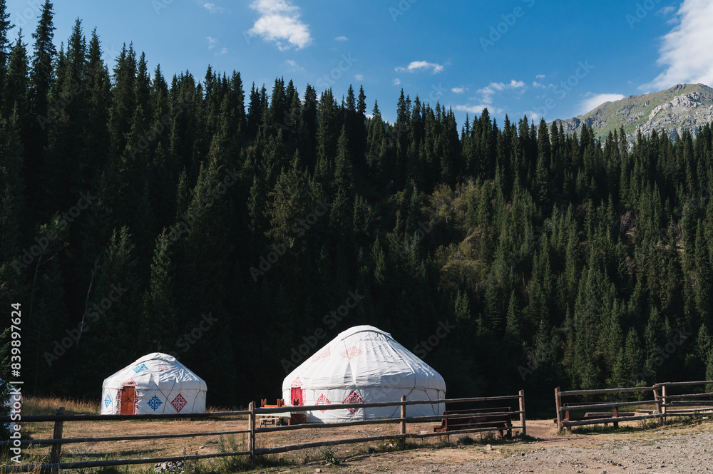 traditional houses of Asian nomads yurts in a field near a spruce ...