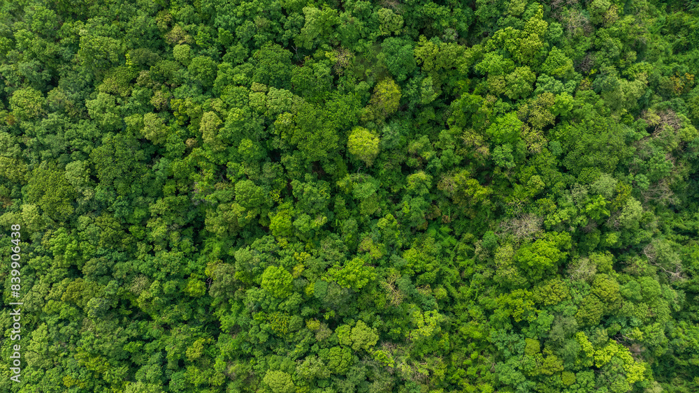 Aerial top view forest tree, Rainforest ecosystem and healthy ...