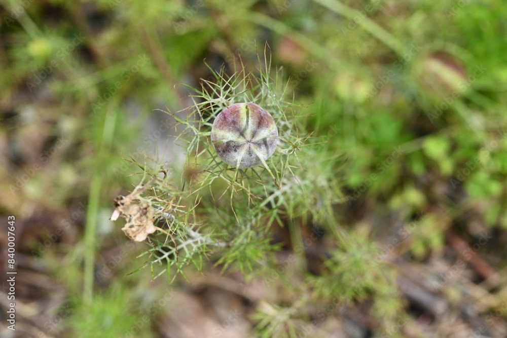 Nigella (Devil-in-a-bush) flowers and fruits. Ranunculaceae annual plants. Flowering season is ...
