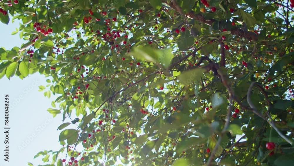 Cherry tree with abundant red cherries and green leaves. Sunlight ...