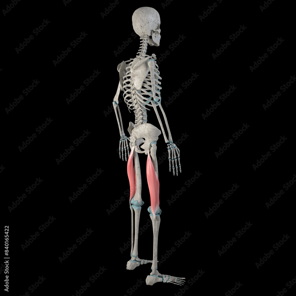 3d Illustration of Biceps femoris Muscles on Male Human Body Stock ...
