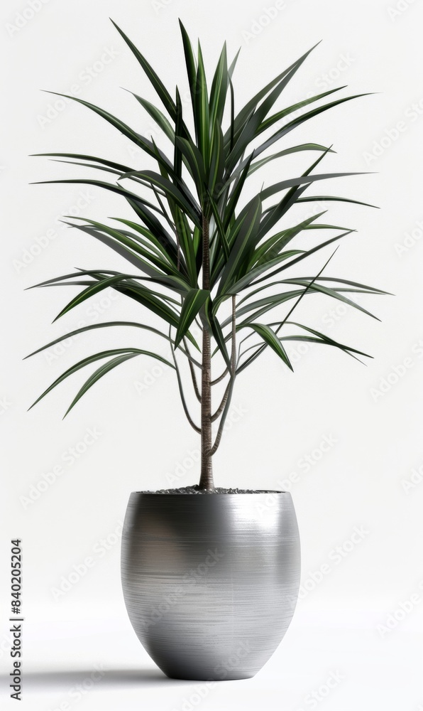 The Dracaena tree is known for its long, sword-shaped leaves. Stock ...