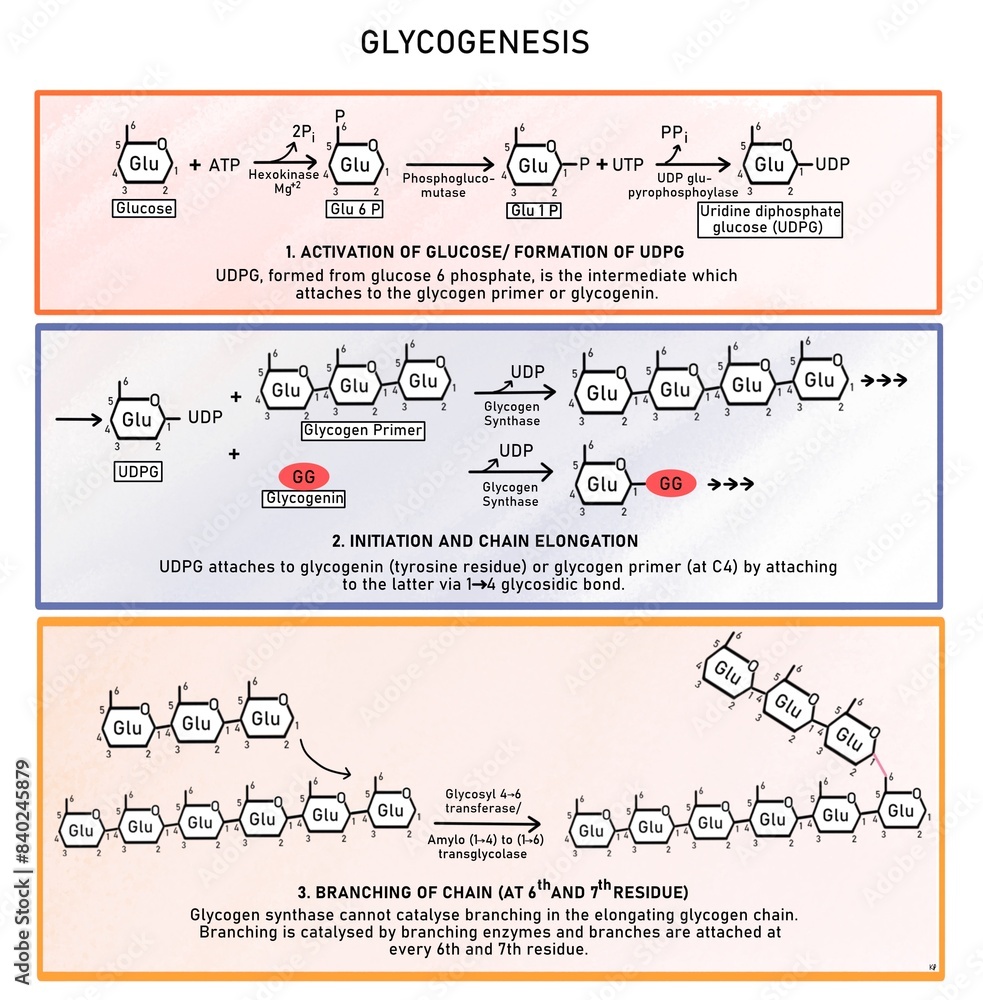 Glycogenesis- synthesis of glycogen from glucose Stock Illustration ...