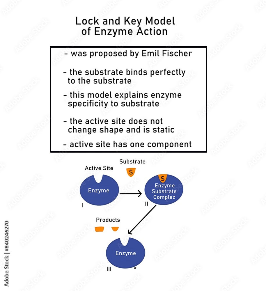 Lock and Key model was given by Fischer who said that enzymes have ...