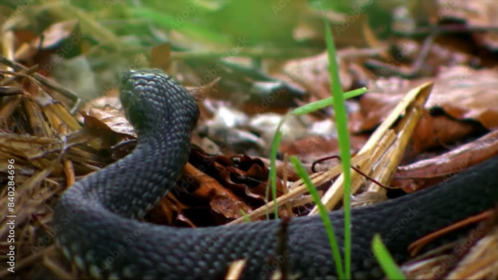 he Mighty Block Serpent. A big block snake. Snake. Reptile. Scale ...