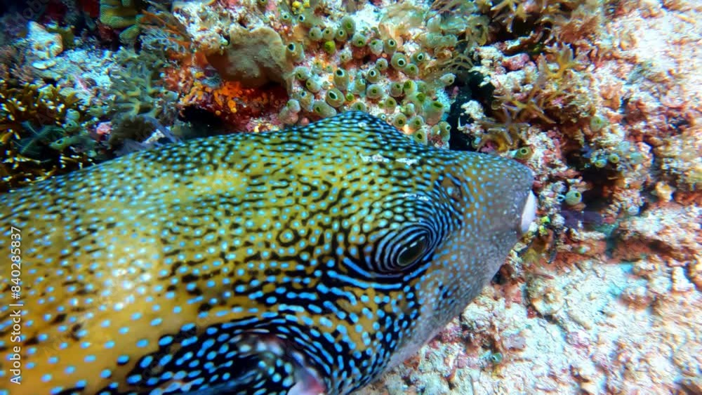 Raja Ampat, Indonesia: Underwater footage of a colorful puffer fish in ...