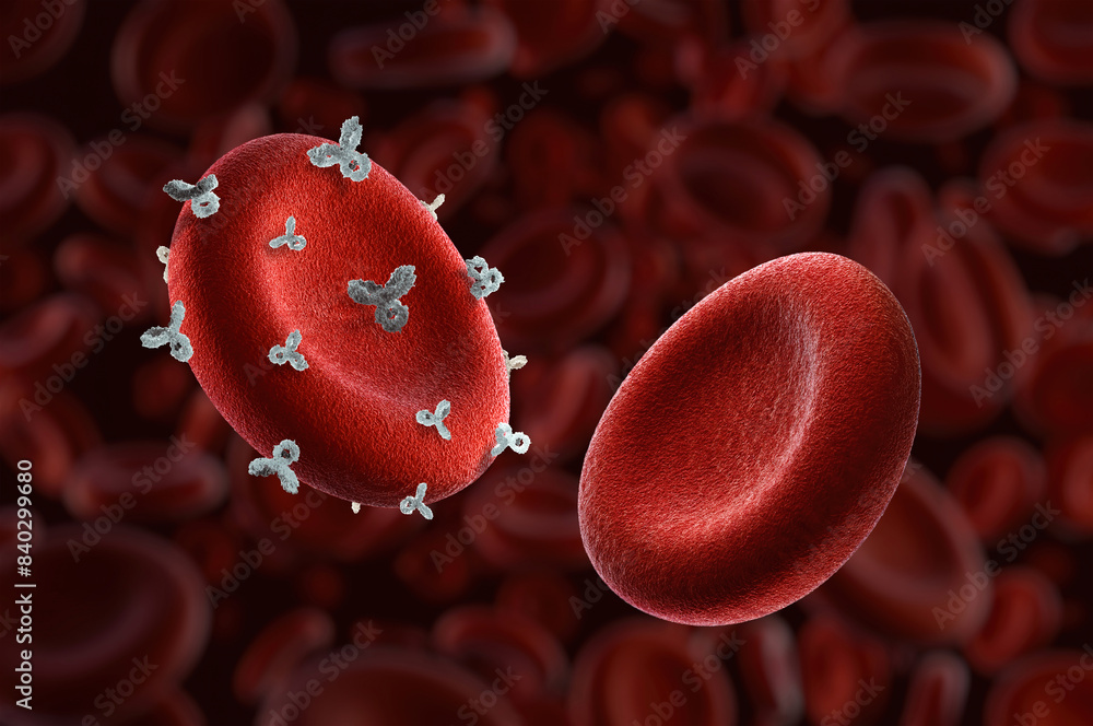 Rhesus Rh positive and negative factor red blood cells, key in blood ...