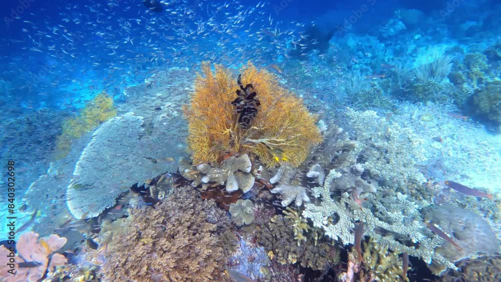 Raja Ampat, Indonesia: Underwater footage of the tropical reef with ...
