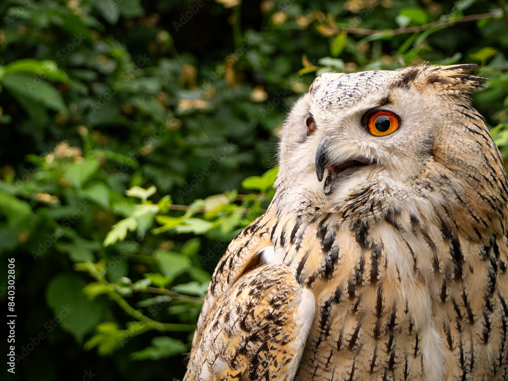 Beautiful eurasian great horned eagle owl portrait. (Bubo bubo) in ...
