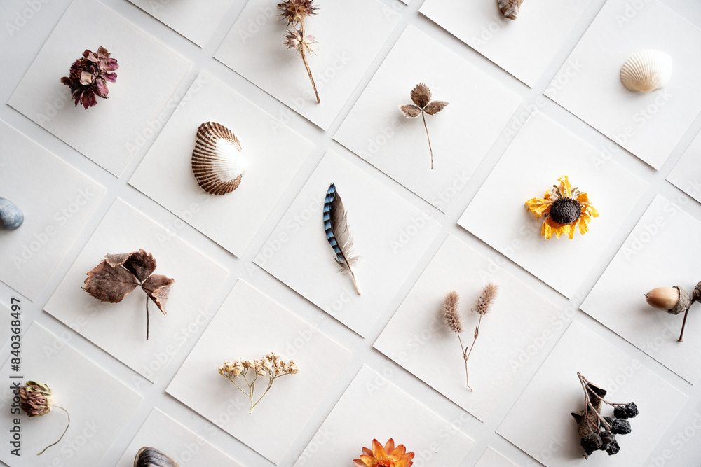 Samples of flora and fauna specimens, herbarium and biology aesthetic ...